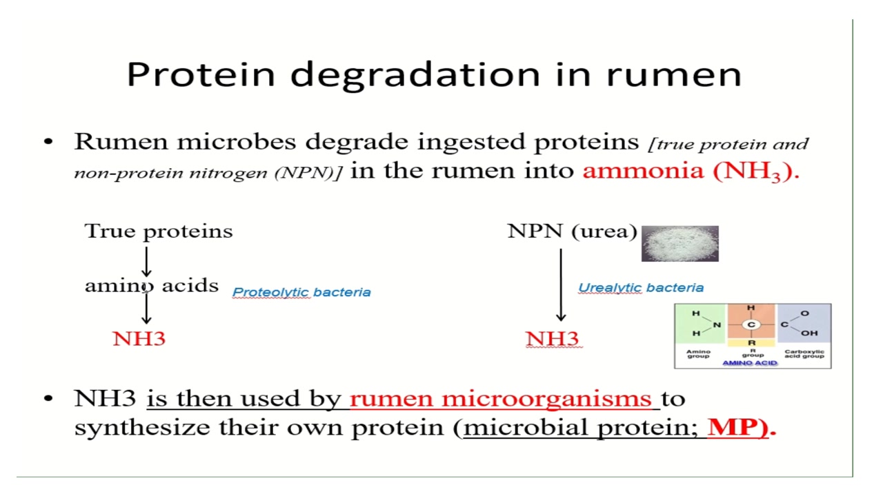 Chapter-10- Protein Digestion In Ruminant Animals-recorded.mp4