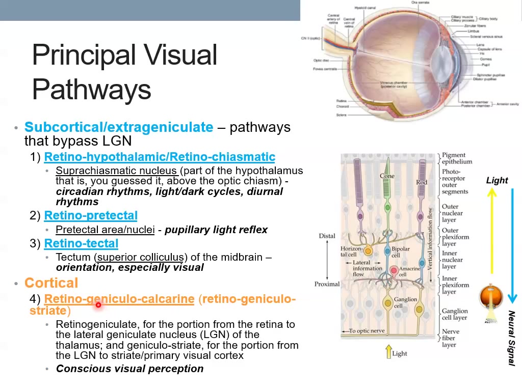 Sarko Visual Pathways 1-20-2023