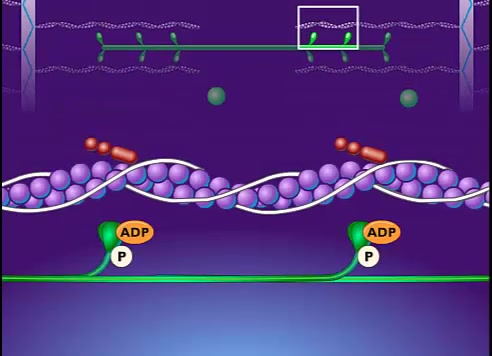 Breakdown_of_atp_and_crossbridge_movement_during_muscle_contraction.mp4